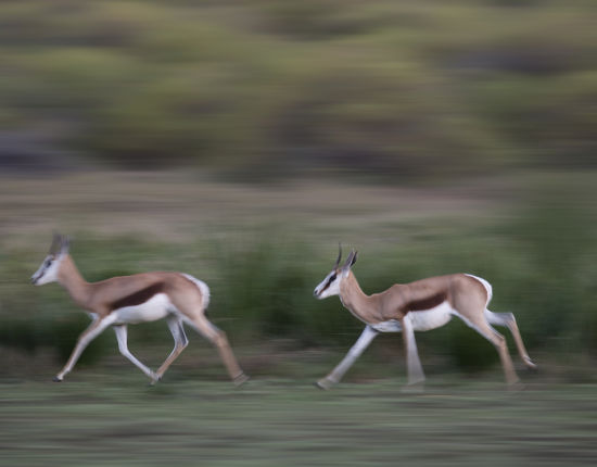 Running Springboks Antidorcas Marsupialis Little Karoo Editorial Stock ...