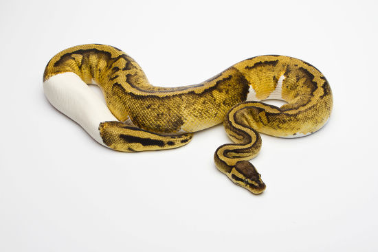 Pastel Piebald Ball Python Royal Python Editorial Stock Photo - Stock ...