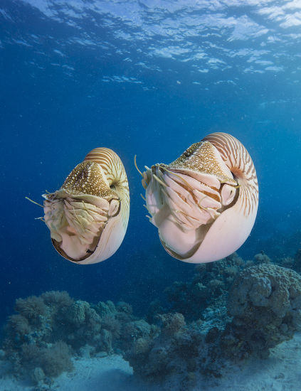 Palau Nautiluses Nautilus Belauensis Palau Editorial Stock Photo ...