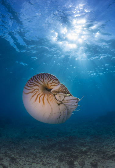 Nautilus Nautilus Belauensis Palau Editorial Stock Photo - Stock Image ...