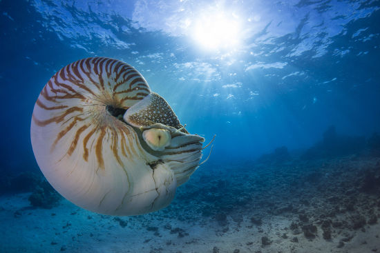 Nautilus Nautilus Belauensis Palau Editorial Stock Photo - Stock Image ...
