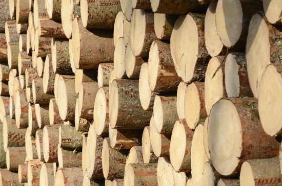 Freshly Cut Spruce Logs Piled Wood Editorial Stock Photo - Stock Image ...