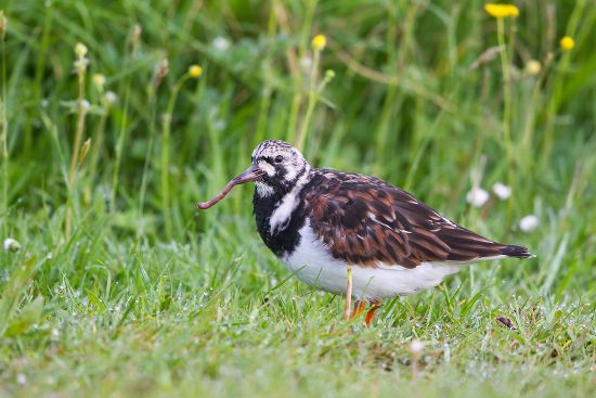 Ruddy Turnstone Arenaria Interpres Earthworm Beak Editorial Stock Photo ...