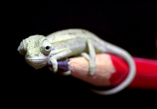 Leon One Nine Baby Dwarf Chameleons Editorial Stock Photo - Stock Image ...