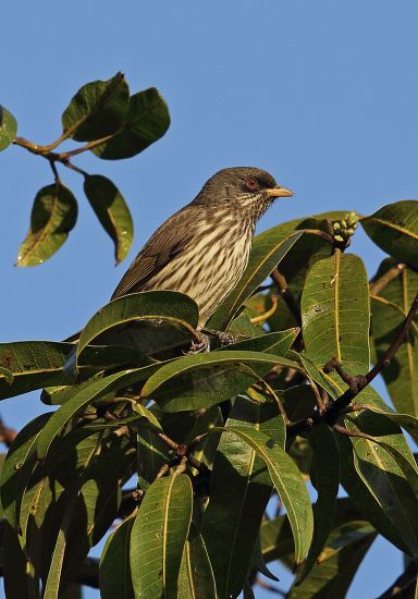 Palmchat Dulus Dominicus Adult Perched Tree Editorial Stock Photo ...
