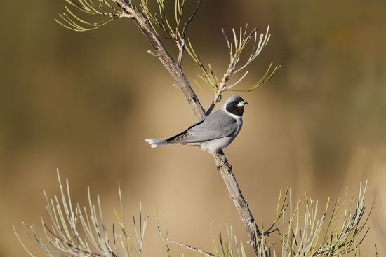 Masked Woodswallow Artamus Personatus Adult Perched Editorial Stock ...