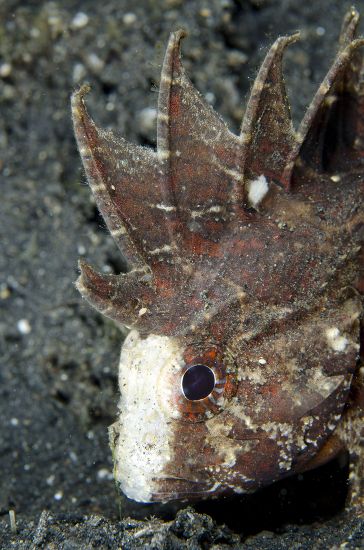 Whiteface Waspfish Paracentropogon Longispinus Adult Closeup Editorial ...