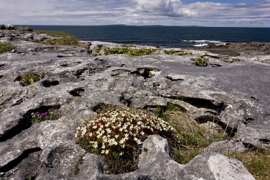 Irish Saxifrage Saxifraga Rosacea Flowering Growing Editorial Stock ...