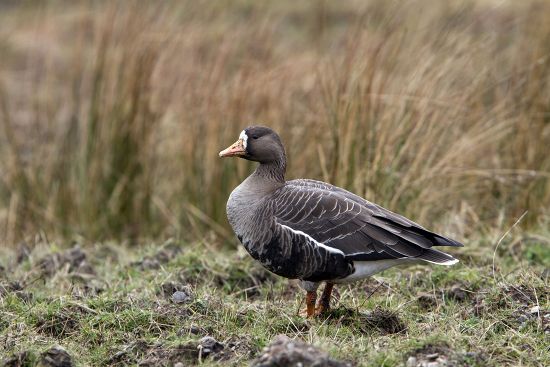 Greater Greenland White Fronted Goose On Editorial Stock Photo - Stock ...
