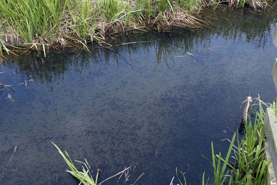 Large Number Toad Tadpoles Norfolk Dyke Editorial Stock Photo - Stock ...