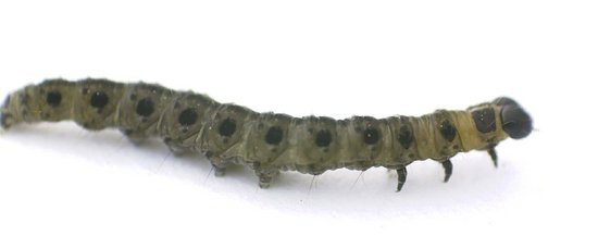 Small Ermine Moth Caterpillar Yponomeuta Padella Editorial Stock Photo ...