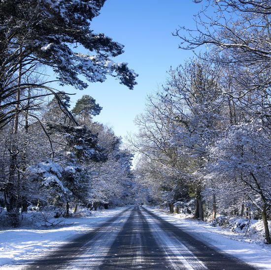 Road Scene Snow New Forest England Editorial Stock Photo - Stock Image ...