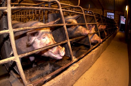 Confinement Intensive Pig Farming On Display Editorial Stock Photo ...