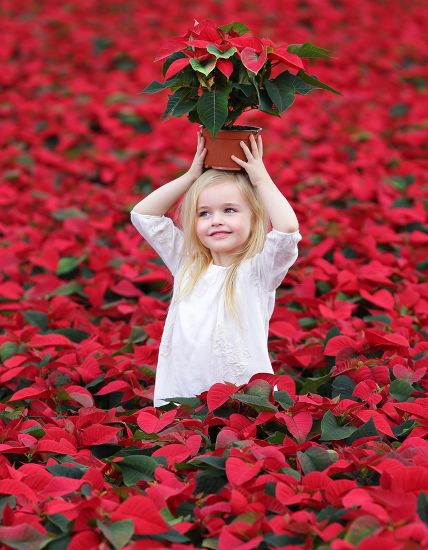 Annabelle Edwards 4 Among Poinsettias Editorial Stock Photo - Stock ...