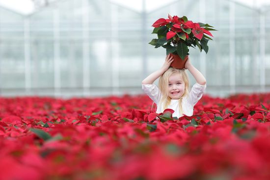 Annabelle Edwards 4 Among Poinsettias Editorial Stock Photo - Stock ...
