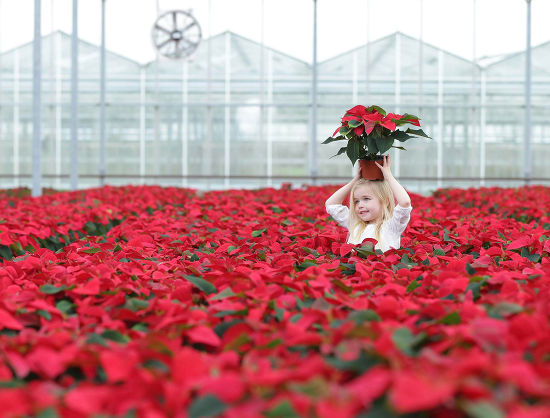 Annabelle Edwards 4 Among Poinsettias Editorial Stock Photo - Stock ...