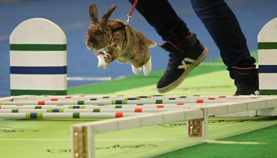 Rabbit Jumps Over Obstacle During Long Editorial Stock Photo - Stock ...