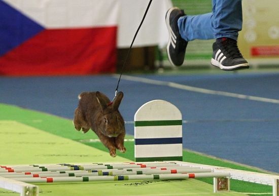 Rabbit Jumps Over Obstacle During Long Editorial Stock Photo - Stock ...