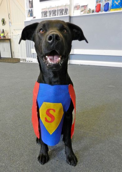 Harry Dog Dressed Superman Editorial Stock Photo - Stock Image ...