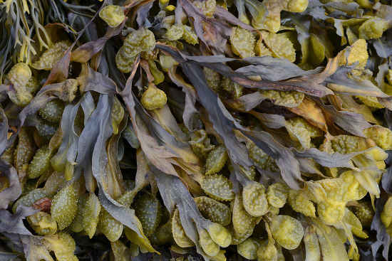 Spiral Wrack Flat Wrack Fucus Spiralis Editorial Stock Photo - Stock ...