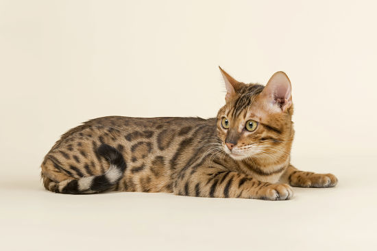 Bengal Cat Tomcat Coat Colour Brown Editorial Stock Photo - Stock Image ...