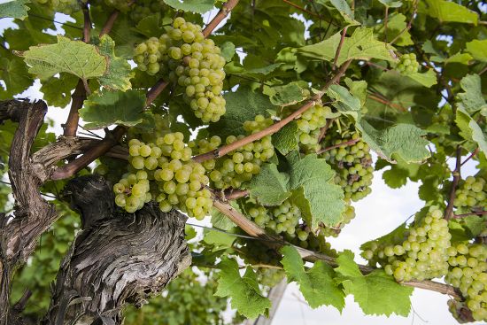 Bunch Silvaner Grapes Bavaria Germany Editorial Stock Photo - Stock ...