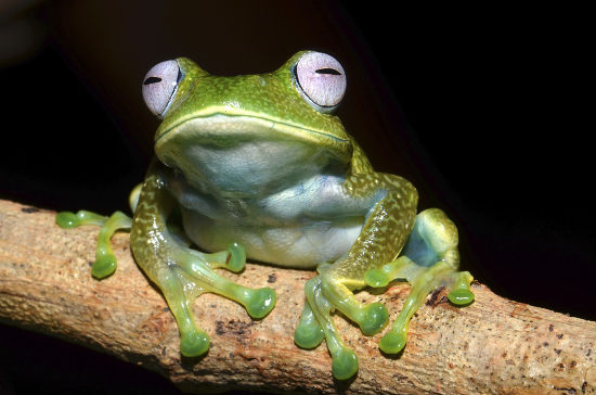 Madagascan Frog Boophis Luteus Cloud Forest Editorial Stock Photo ...