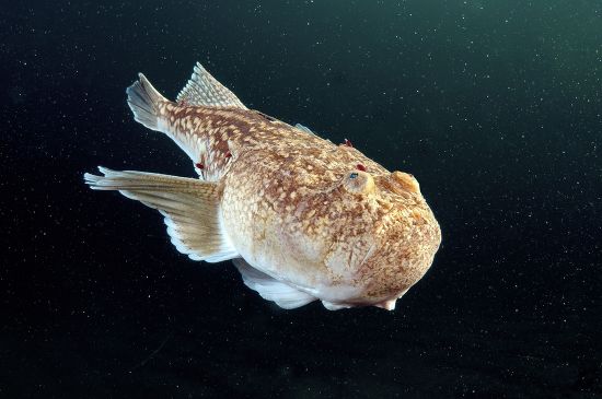 Atlantic Stargazer Uranoscopus Scaber Black Sea Editorial Stock Photo ...