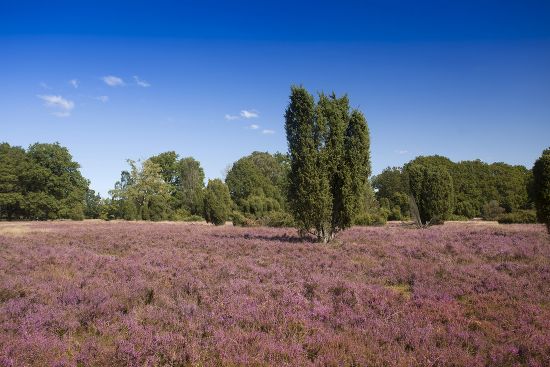 Countryside Flowering Heather Calluna Vulgaris Juniper Editorial Stock ...