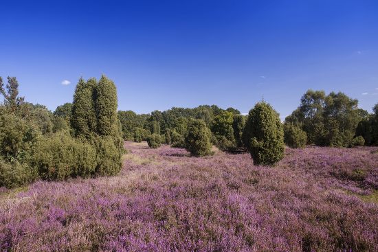 Countryside Flowering Heather Calluna Vulgaris Juniper Editorial Stock ...