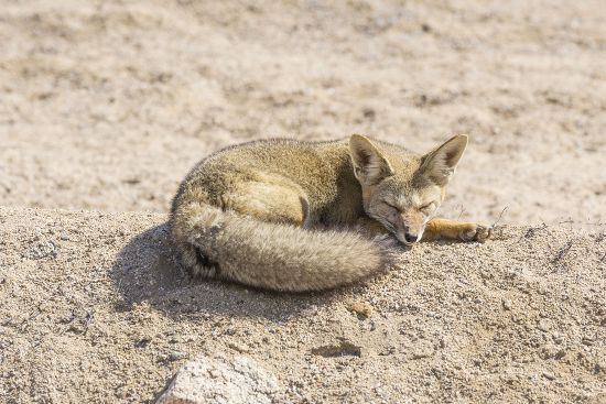 Andean Fox Culpeo Lycalopex Culpaeus Atacama Editorial Stock Photo ...