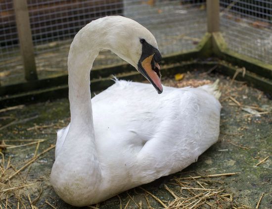 Jack Swan Wound His Beak Editorial Stock Photo - Stock Image | Shutterstock