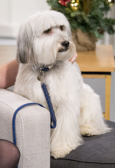 Pudsey Dog Editorial Stock Photo - Stock Image | Shutterstock