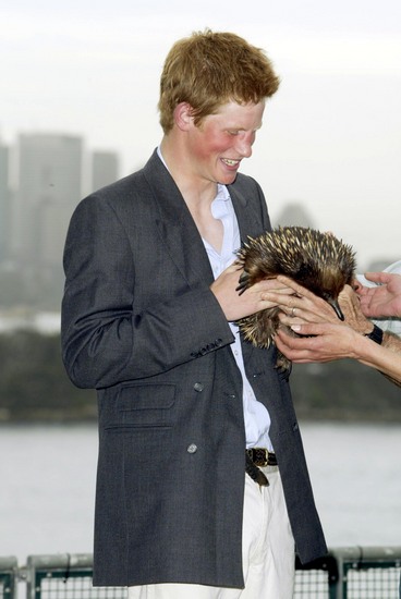 Prince Harry Holding Echidna Called Spike Editorial Stock Photo - Stock ...
