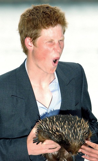 Prince Harry Echidna Called Spike Editorial Stock Photo - Stock Image ...
