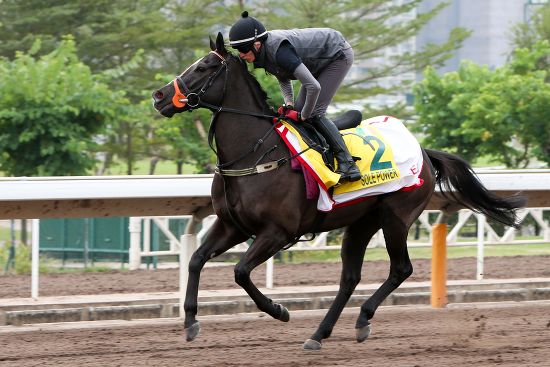 Sole Power During Morning Trackwork Sha Editorial Stock Photo - Stock ...