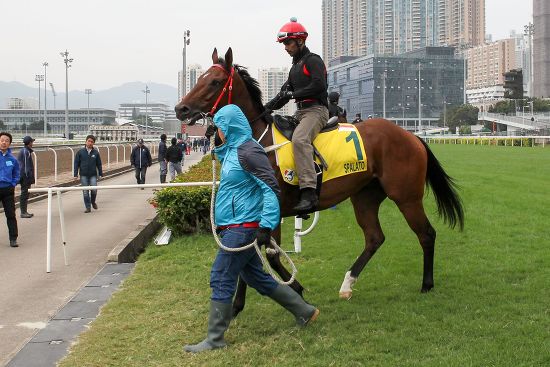 Spaloto During Morning Trackwork Sha Tin Editorial Stock Photo - Stock ...