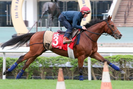 Faaraaj During Morning Trackwork Sha Tin Editorial Stock Photo - Stock ...