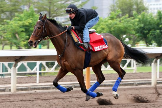 Cirrus Des Aigles During Morning Trackwork Editorial Stock Photo ...