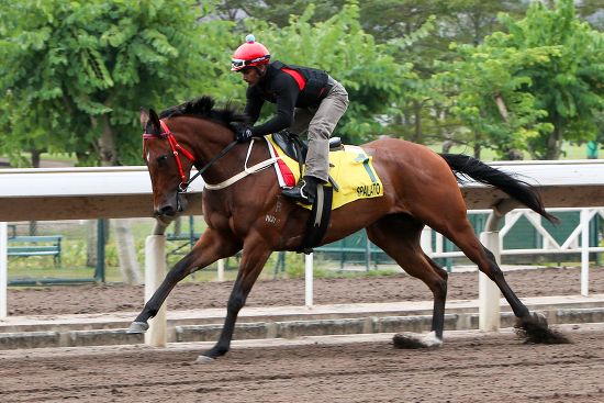 Spaloto During Morning Trackwork Sha Tin Editorial Stock Photo - Stock ...