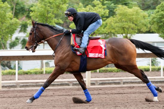 Cirrus Des Aigles During Morning Trackwork Editorial Stock Photo ...