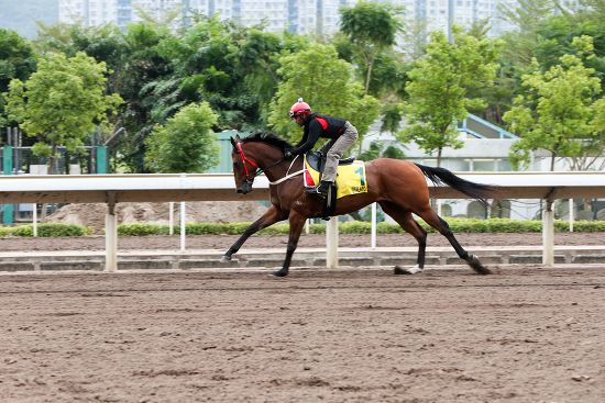 Spaloto During Morning Trackwork Sha Tin Editorial Stock Photo - Stock ...