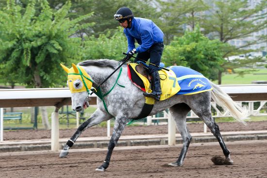 Little Gerda During Morning Trackwork Sha Editorial Stock Photo - Stock ...