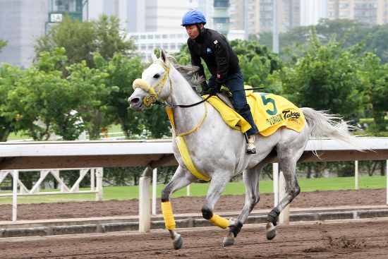 Snow Dragon During Morning Trackwork Sha Editorial Stock Photo - Stock ...
