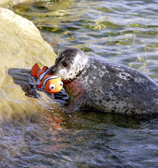 Starburst Seal Retrieving Nemo After Neve Editorial Stock Photo - Stock ...