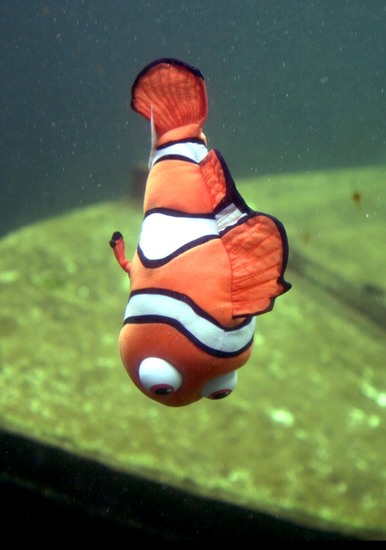 Nemo Sinking Into Seal Tank Editorial Stock Photo - Stock Image ...
