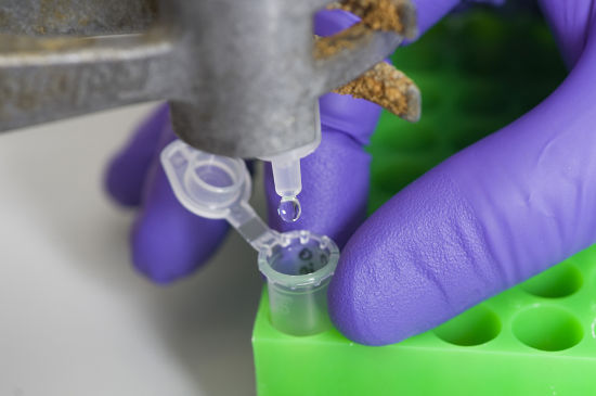 Sample Dripping Into Vial Bacterial Testing Editorial Stock Photo ...