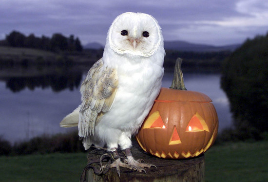 Casper Barn Owl Known Ghost Owl Editorial Stock Photo - Stock Image ...