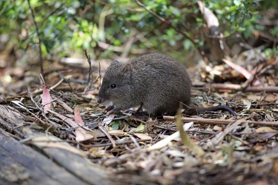 Longnosed Potoroo Potorous Tridactylus Adult Foraging Editorial Stock ...