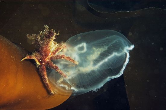 Kelp Spider Crab Hyas Araneus Adult Editorial Stock Photo - Stock Image ...